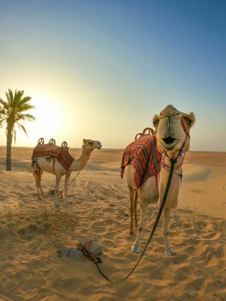 12+ Best Camping In Abu Dhabi Sites & Glamping In Abu Dhabi